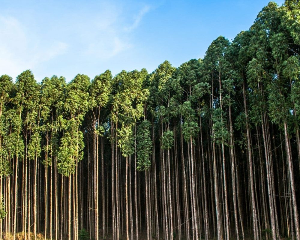 Tree Service San Diego CA | ArborSD Tree Services You Can Rely On
