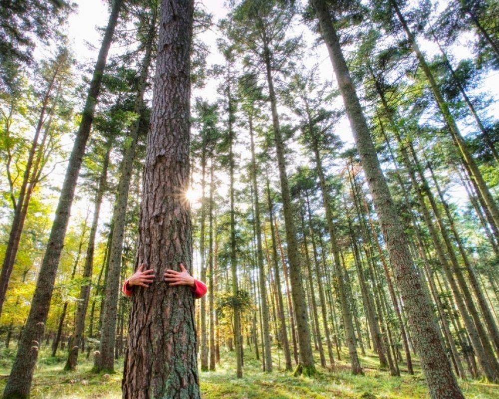 Tree Service San Diego CA | ArborSD Tree Services You Can Rely On